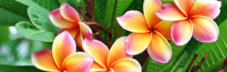 10 Indonesian Flowers Vocabulary | Bali Language Services